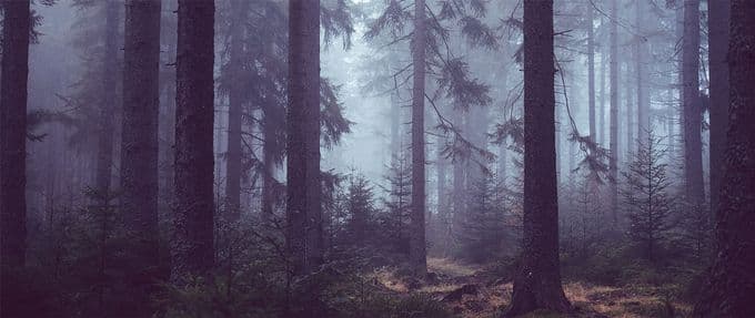 A Walk in the Woods: 7 of the World’s Most Haunted Forests and Woodlands